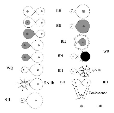 Massive Binary Evolutionary Track Download Scientific Diagram