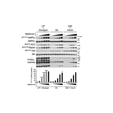 Effect Of Sucklingweaning And Fastingrefeeding Transitions On Ampk
