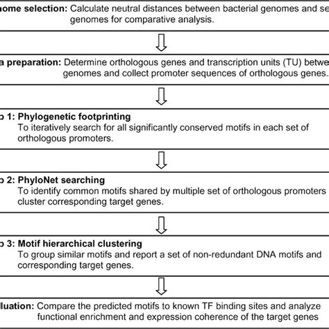 Flow Chart Of The Procedure Of Identifying Conserved Cis Regulatory Download Scientific Diagram