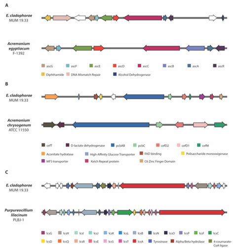Jof Special Issue Fungi What Have We Learned From Omics