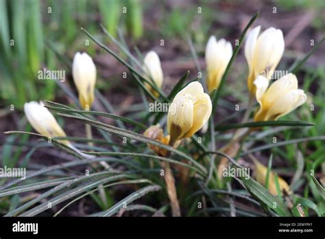 Crocus Chrysanthus ‘romance Crocus Romance Dwarf Crocus With Creamy
