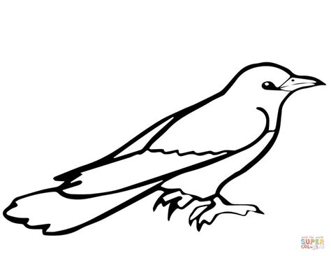 Common Cuckoo Bird coloring page | Free Printable Coloring Pages