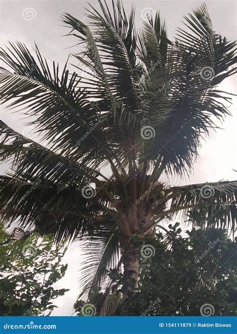 A Coconat Tree During Strom Stock Image Image Of Nature Beautiful