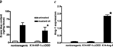 Induction Of Hypervascularity Without Leakage Or Inflammation In