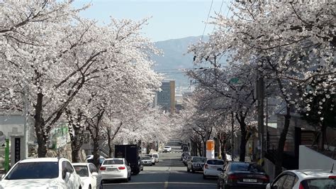 무료 이미지 하늘 나무 봄 차도 이웃 시티 대도시 지역 벚꽃 낮 분기 인간 정착 겨울 도심 건축물 우디 식물 거리 주거 지역 도로 건물
