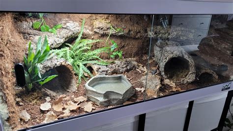 Any Suggestions For Ballpython Safe Plants That Wont Die Under A Heat Panel Right Side 🌿
