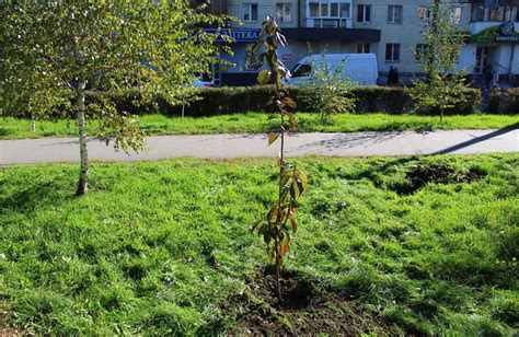 З клумби Київської райради Полтави викрали 2 сакури Полтавщина