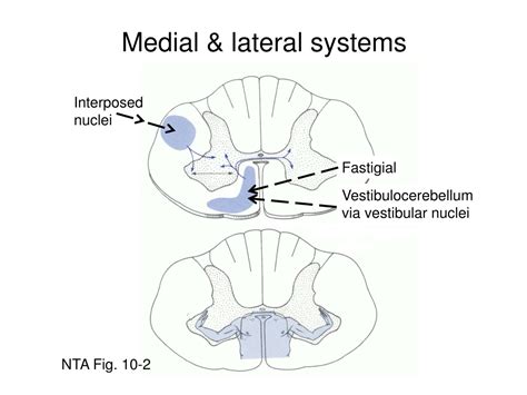 Ppt Exploring Cerebellar Functions Anatomy Pathways And Impacts On Motor Control Powerpoint