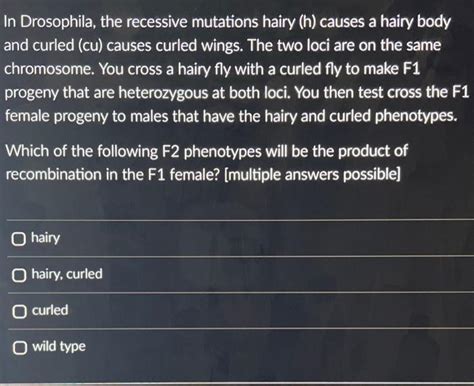 Solved In Drosophila The Recessive Mutations Hairy H
