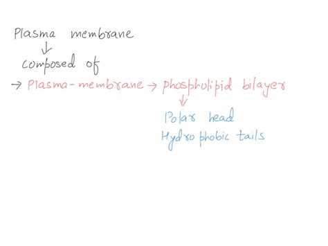 SOLVED The Plasma Membrane Of The Cell Is Made Mostly Of Steroids Proteins Phospholipids