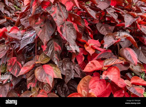 Acalypha Wilkesiana Copper Leaf Acalypha Wilkesiana Copperleaf