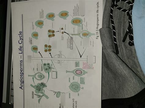 Unit 6 Diagram Quizlet