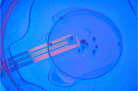 Human Brain Organoids Implanted Into Mouse Cortex Respond To Visual Stimuli For First Time