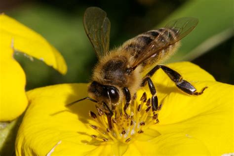 Днес е Световният ден на пчелите Elhovo News