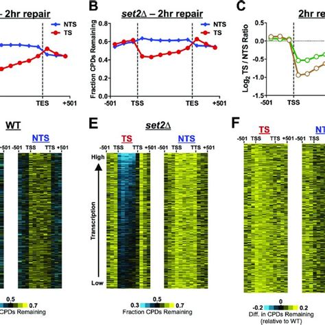 Model Of How Set2 Methylation May Promote Tc Ner Of The Ts And Suppress