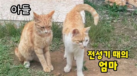 공손한 아들 고양이와 그렇지 않은 딸 고양이 Youtube