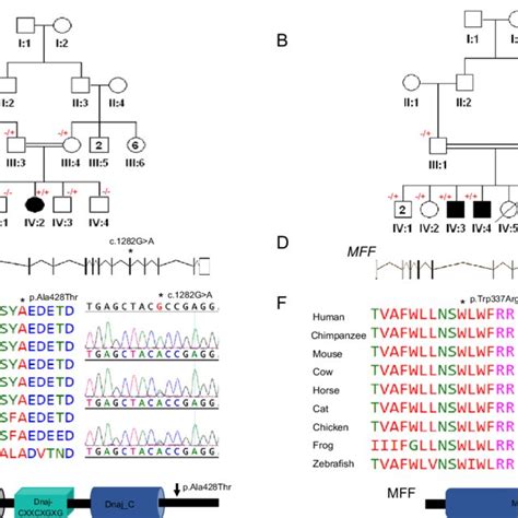 Mitochondria Morphology Analysis Using Mitochondria Network Analysis