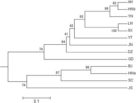 Neighbor Joining Dendrogram Based On Genetic Distances Among Different Download Scientific
