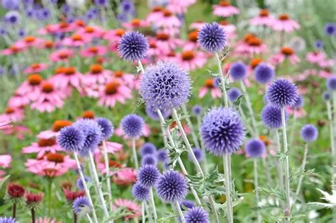 Bodlák Dumazahrada Cz