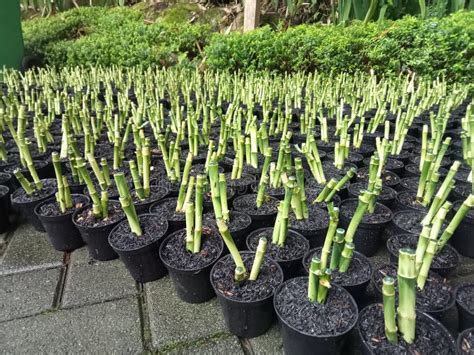 Mini Bamboo Tree In Pot Stock Image Image Of Bamboo 261656625