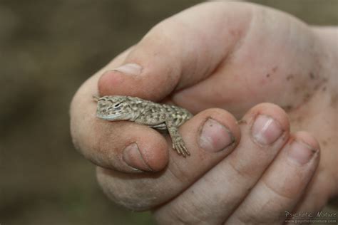 Common Lesser Earless Lizard Holbrookia Maculata Psychotic Nature