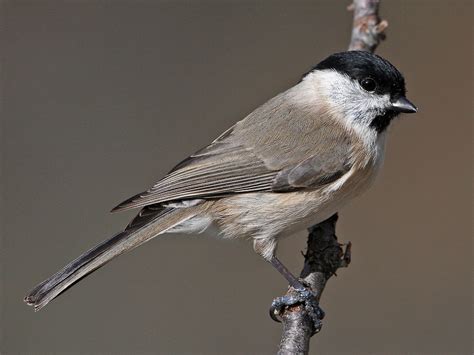 Marsh Tit Poecile Palustris Birds Of The World