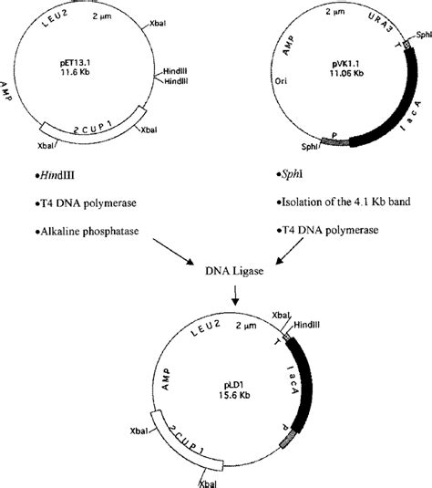 Construction Of The Recombinant Plasmid Pld1 Containing The Selectable