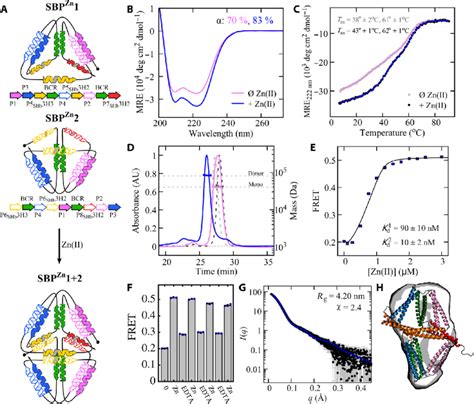Design And Characterization Of Znii Responsive Self Assembly Of The Download Scientific
