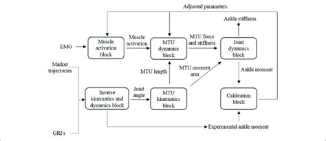 Schematic Structure Of Electromyography Emg Driven Musculoskeletal Download Scientific