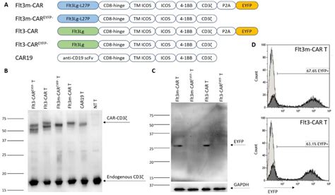 Mutated Flt3lg Provides Reduced Flt3 Recycling Compared To Wild Type