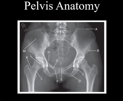 Pelvis Diagram Quizlet