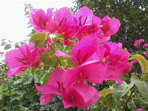 รีวิวโทรศัพท์มือถือ Samsung Candy Ii Review ซัมซุง แคนดี้ ใหม่