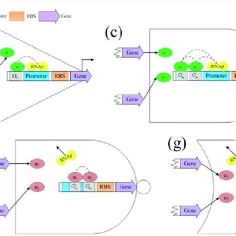 Expressions Of A Class Of Genetic Logic Gates A NOT Gate B Download Scientific Diagram