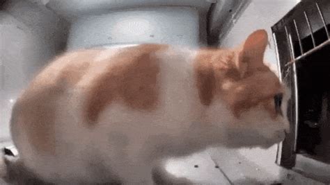 Mr Fat Cat  Mr Fat Cat Discover And Share S