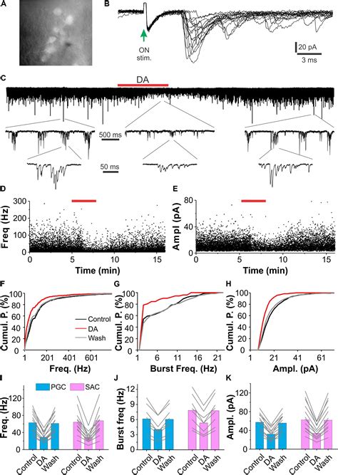 Frontiers Dopaminergic Modulation Of Glomerular Circuits In The Mouse Olfactory Bulb