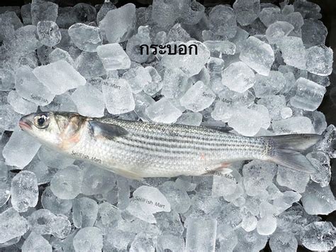 🐟ปลากระบอก เข้าแล้วค่า เข้ามาหลายตัวเลยค่ะ กระบอกเป็นปลาที่ได้รับการแนะนำตามตำราจีน เพราะมี