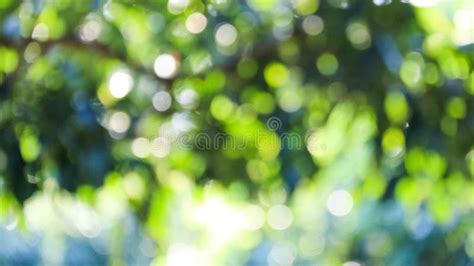 Texture Of Blur Tree Bokeh Background Stock Image Image Of Light Bokeh 262518821