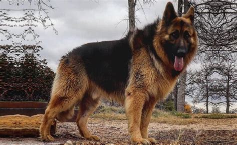 King Shepherd Artofit