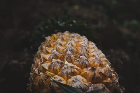 All About The Sugarloaf Pineapple Minneopa Orchards