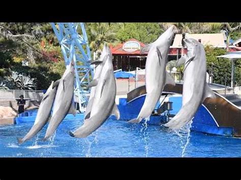Dolphin Adventures Full Show Seaworld San Diego June 14 2024