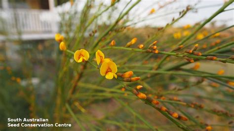 Viminaria Juncea