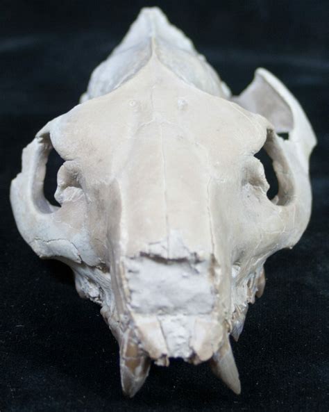 Oreodont Merycoidodon Gracilis Partial Skull 8852 For Sale