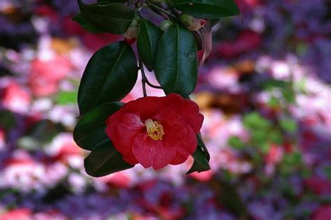 Sfondi Desktop Sfondi Salvaschermo Gratis Salvaschermo Desktop Sexy Sfondi Sexy Desktop