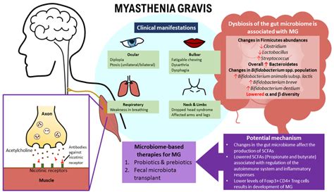 Illustration Of How The Gut Microbiome Is Associated With The