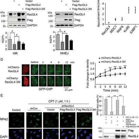 structure and mutation sites of wrn helicase a domain structure of