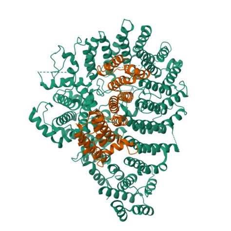 Rcsb Pdb 8sah Huntingtin C Heat Domain In Complex With Hap40