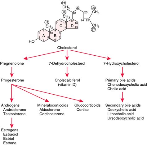 Cholesterol Definition Of Cholesterol By Medical Dictionary