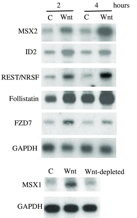 A Confirmation Of Microarray Data Using Northern Analysis Northern Download Scientific