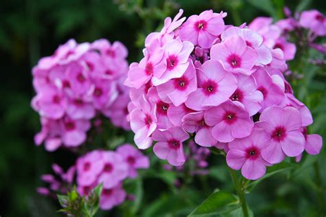 36 Most Beautiful Flowers With Names And Pictures Best Types Of