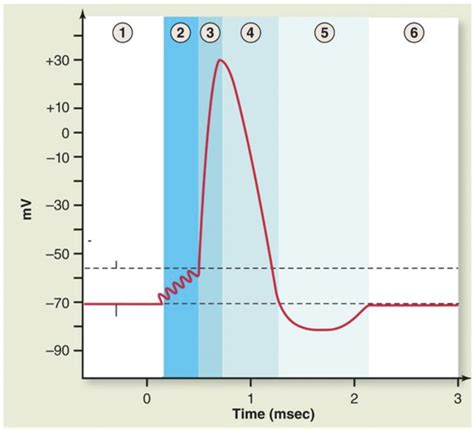 Neuron And The Action Potential Practice Diagram Quizlet